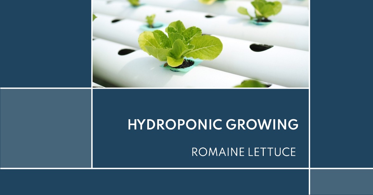 The Ultimate Guide to Growing Romaine Lettuce Hydroponic in 2023 ...