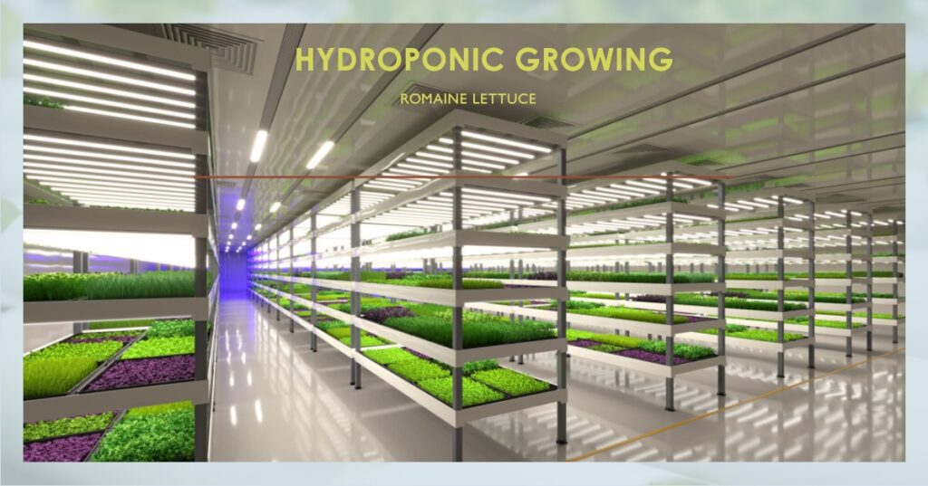 The Ultimate Guide to Growing Romaine Lettuce Hydroponic in 2023 ...