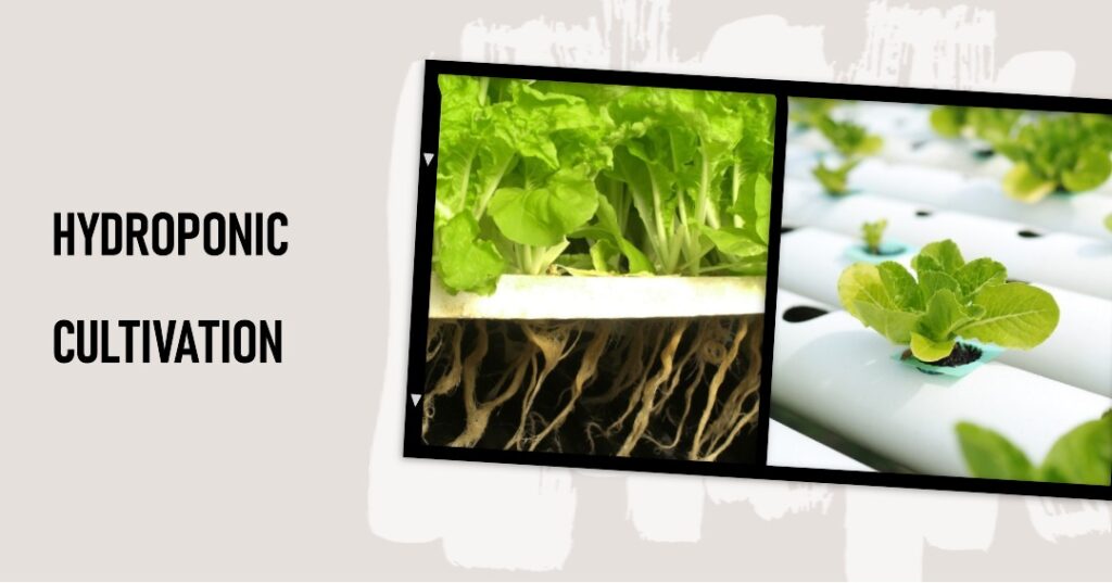The Ultimate Guide to Growing Romaine Lettuce Hydroponic in 2023 ...