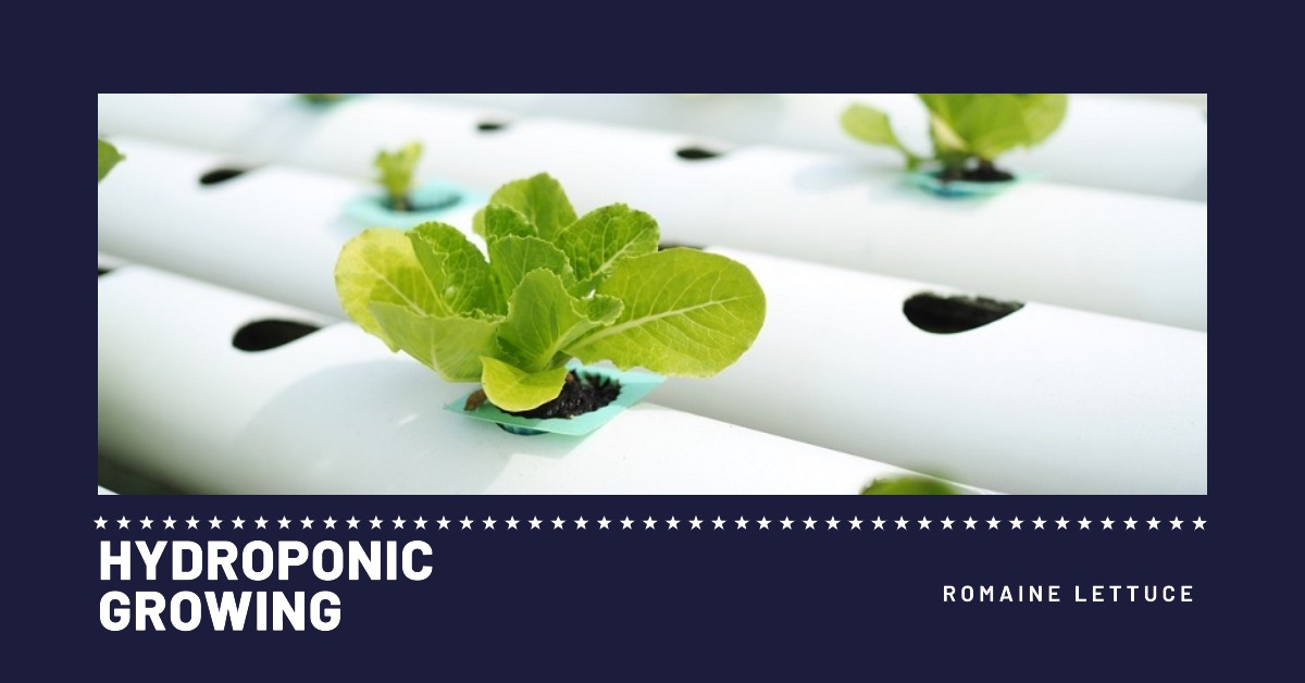 The Ultimate Guide to Growing Romaine Lettuce Hydroponic in 2023 ...