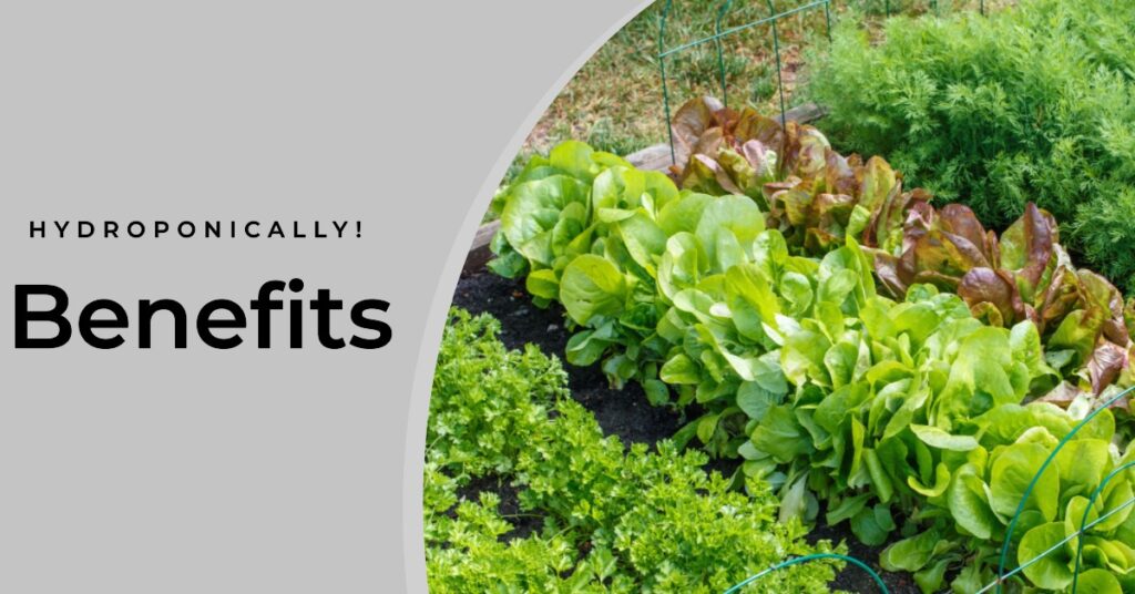 What is Hydroponic Vegetable Growing and How Does it Work? Find the ...