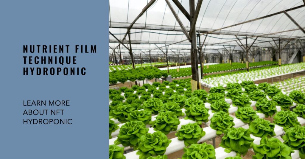 The Nutrient Film Technique: A Comprehensive Guide for Hydroponic ...