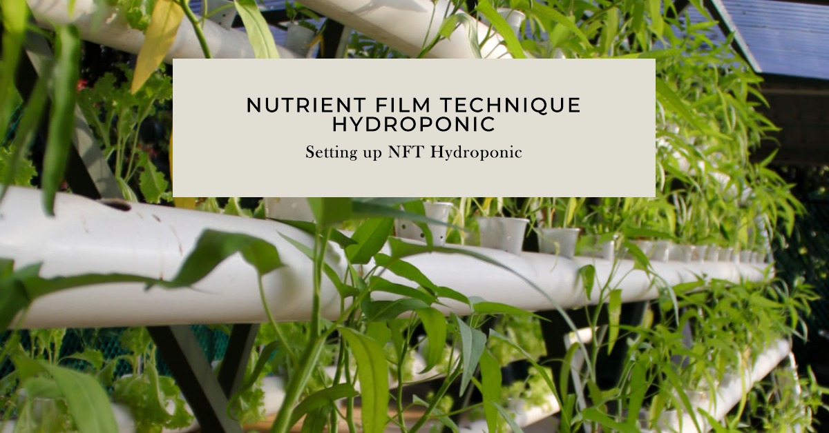 The Nutrient Film Technique: A Comprehensive Guide for Hydroponic ...