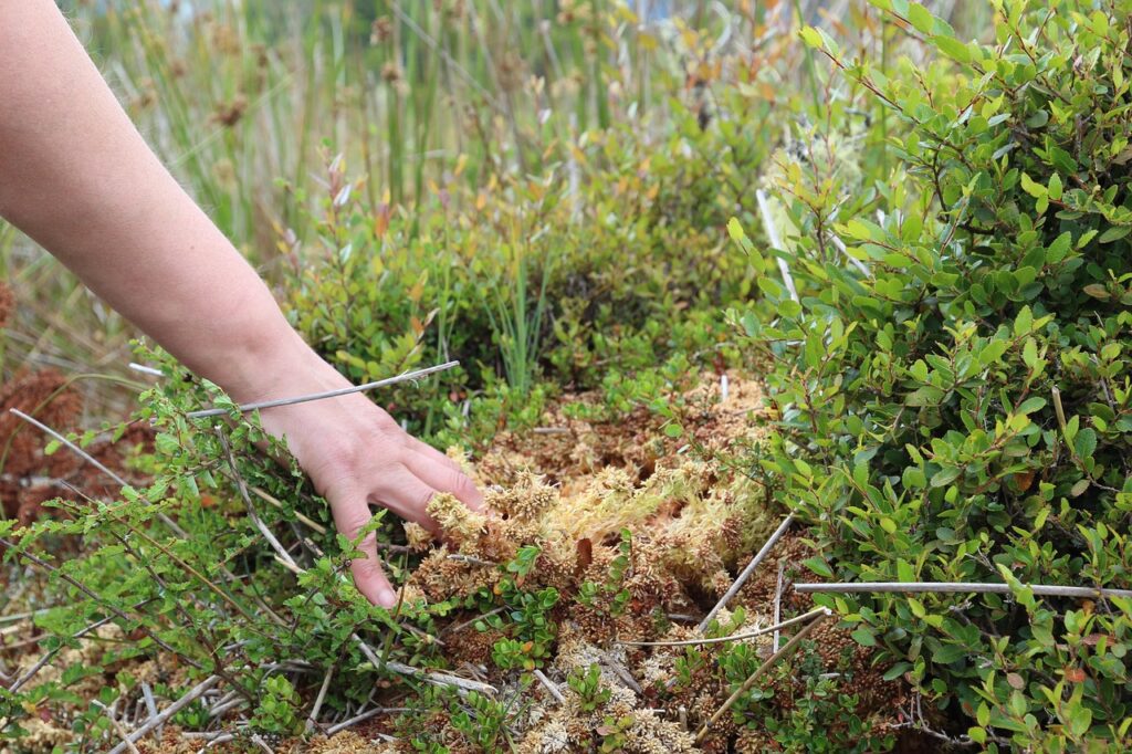 Find Out The complete Pros and Cons of Using Peat Moss in Your Septic ...
